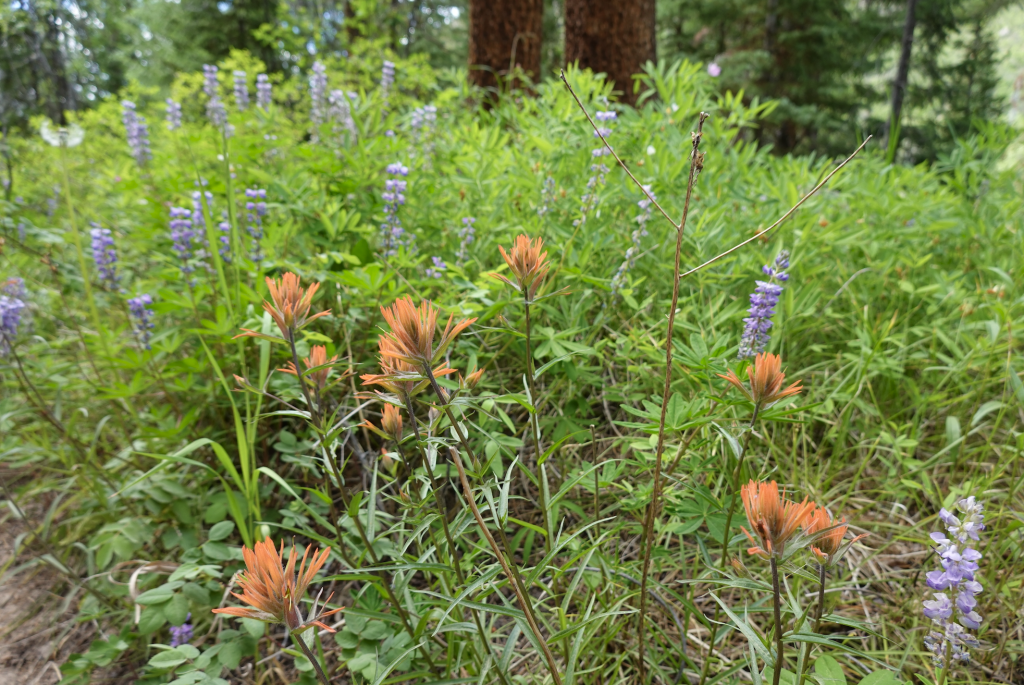 5 wildflowers to look for in Snowmass this summer | AspenTimes.com