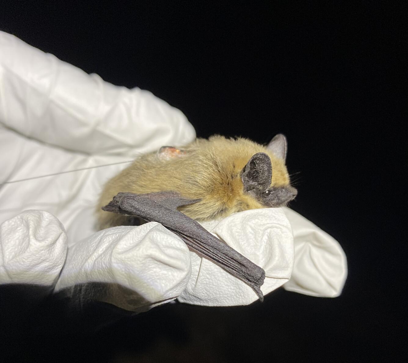PitCo reports ‘surprising’ number of bat exposures in past week ...