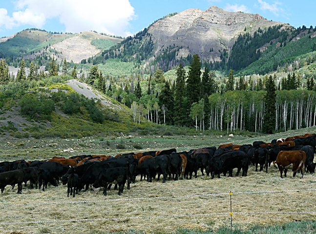 How compost and cattle are restoring Coal Basin | PostIndependent.com