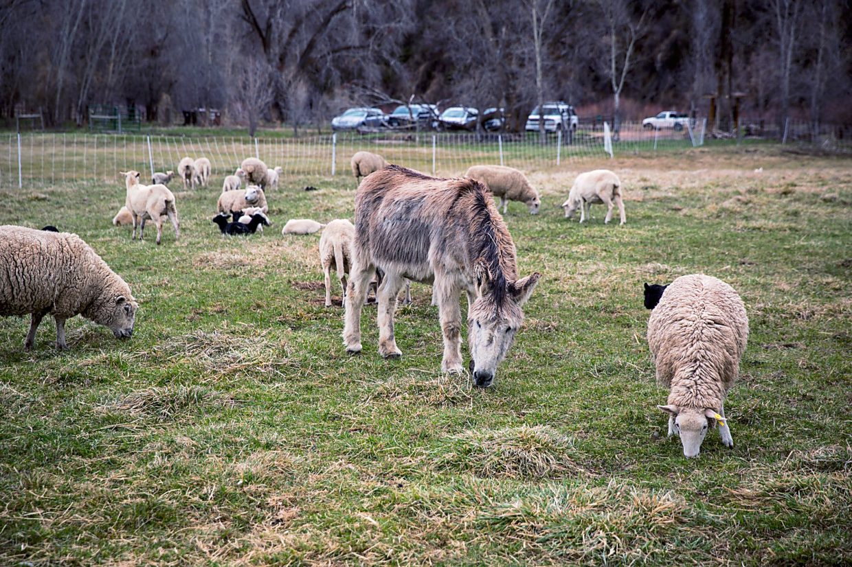 Rock Bottom Ranch honored for wildlife friendly eco-agriculture ...