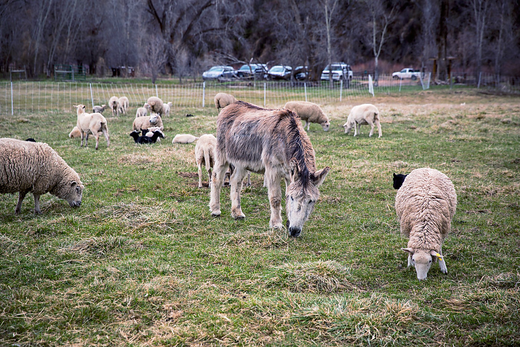 Rock Bottom Ranch honored for wildlife friendly eco-agriculture ...