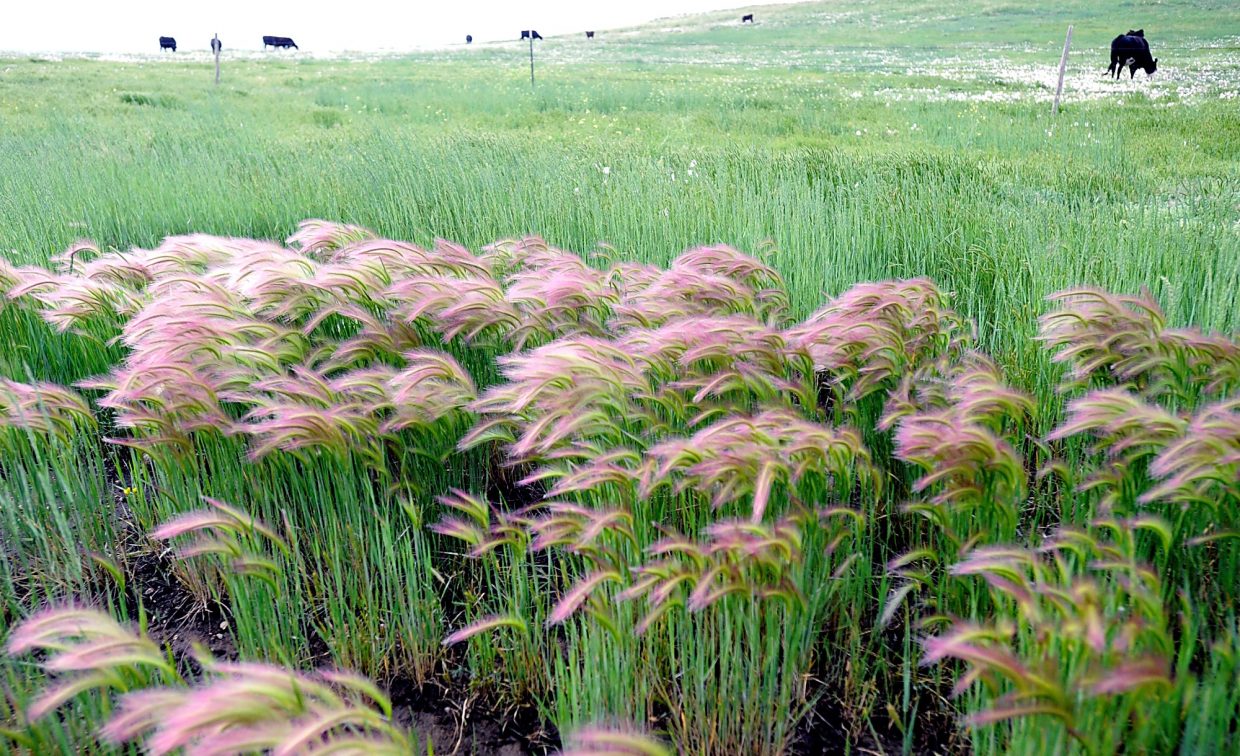 U.S. Forest Service set to allow oil, gas drilling in — not on — Pawnee ...