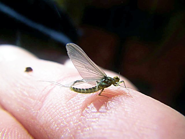 On The Fly: New Hatches spawn hot fly fishing scene | PostIndependent.com