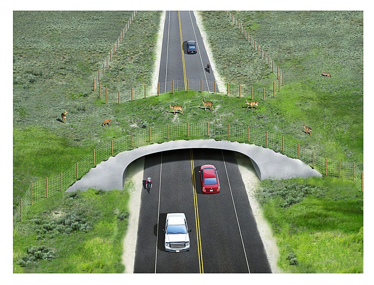 Highway 9 wildlife safety project moves forward with contractor bidding ...