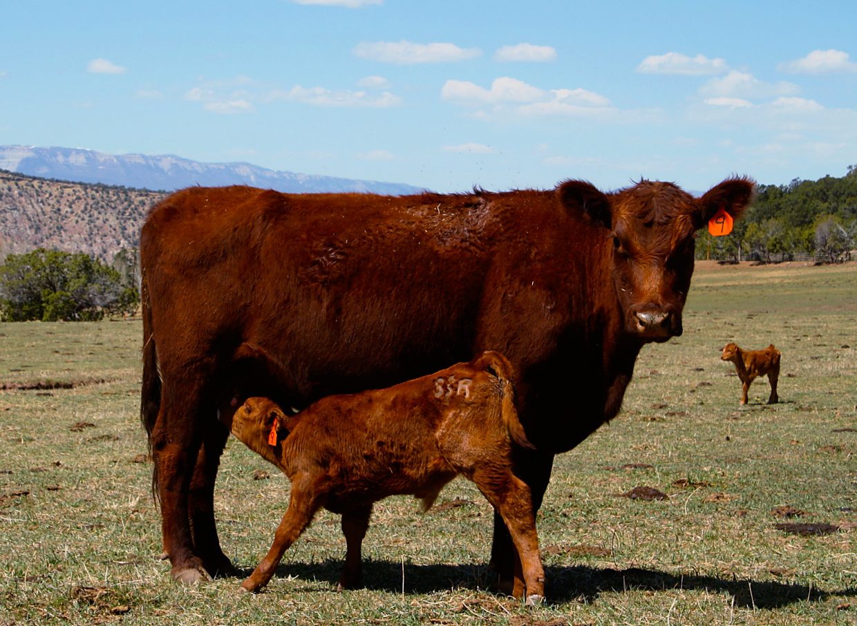 Survival of the fittest: Garfield’s cattle industry continues to play ...