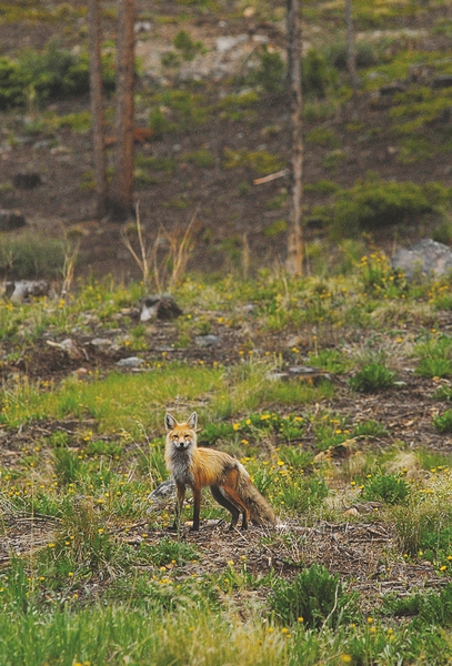 The not-so-elusive red fox | PostIndependent.com