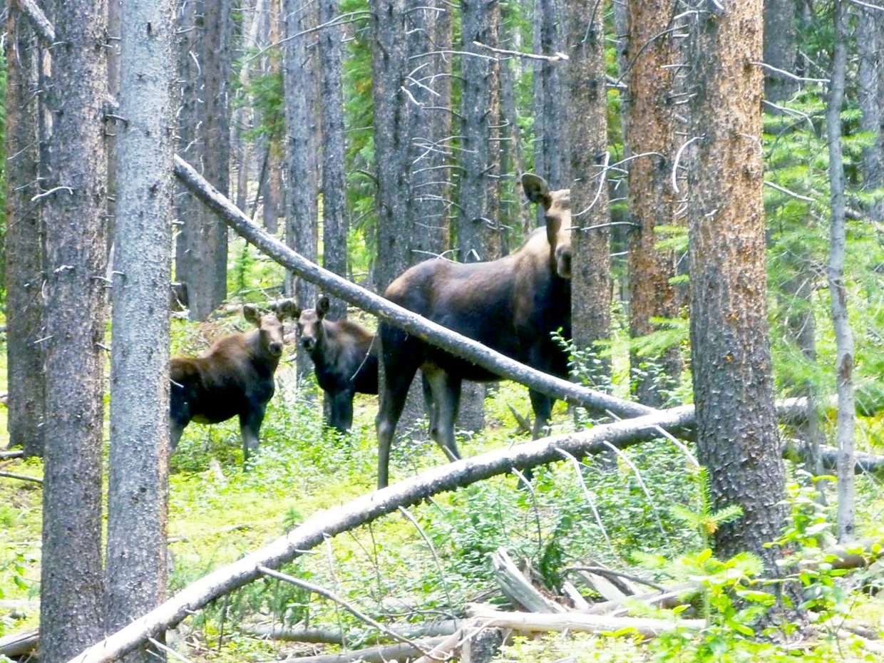 Moose season is underway — are you ready? | PostIndependent.com