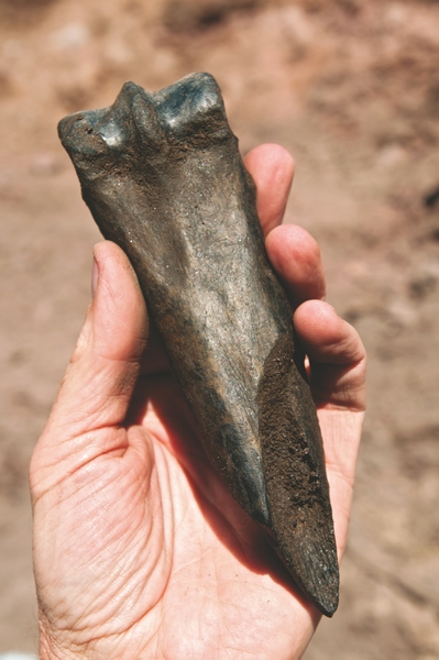 Another species unearthed at fossil dig: an Ice Age horse ...