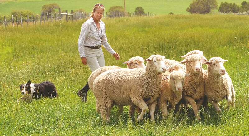 Strang Ranch to host sheepdog finals | PostIndependent.com