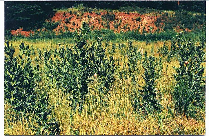 Invasive weeds: Why should we care? | PostIndependent.com