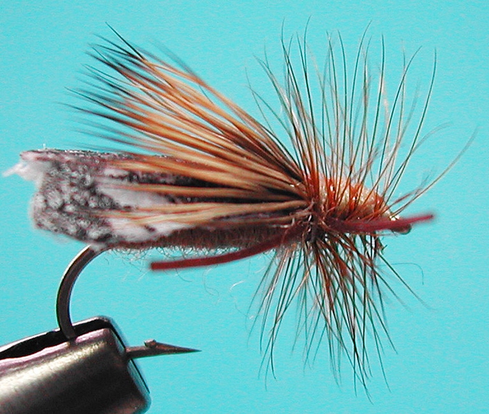 Caddis, caddis, caddis | PostIndependent.com