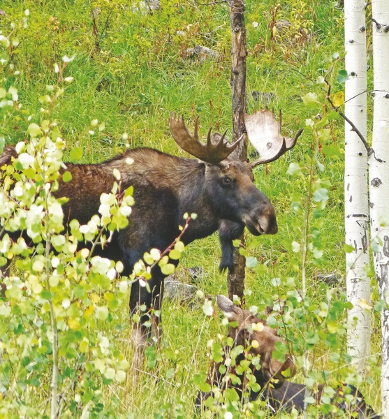 Moose are on the loose at Maroon Lake | PostIndependent.com