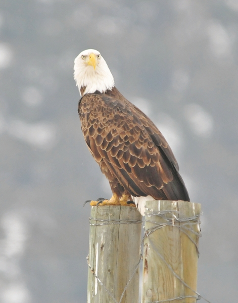 It’s an eagle matter | PostIndependent.com