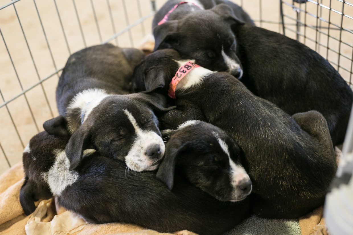 Community rallies around stranded dogs | PostIndependent.com