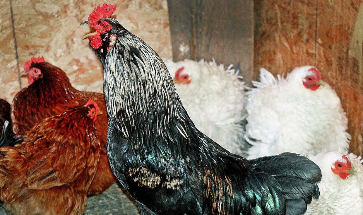 Riled up rooster | PostIndependent.com