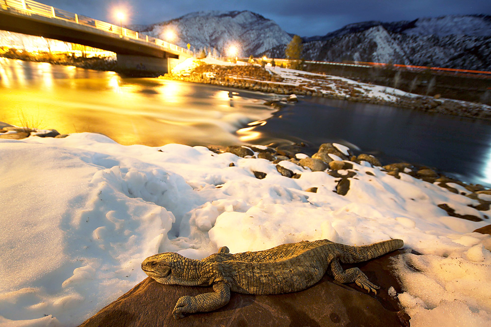 Mystery lizard | PostIndependent.com