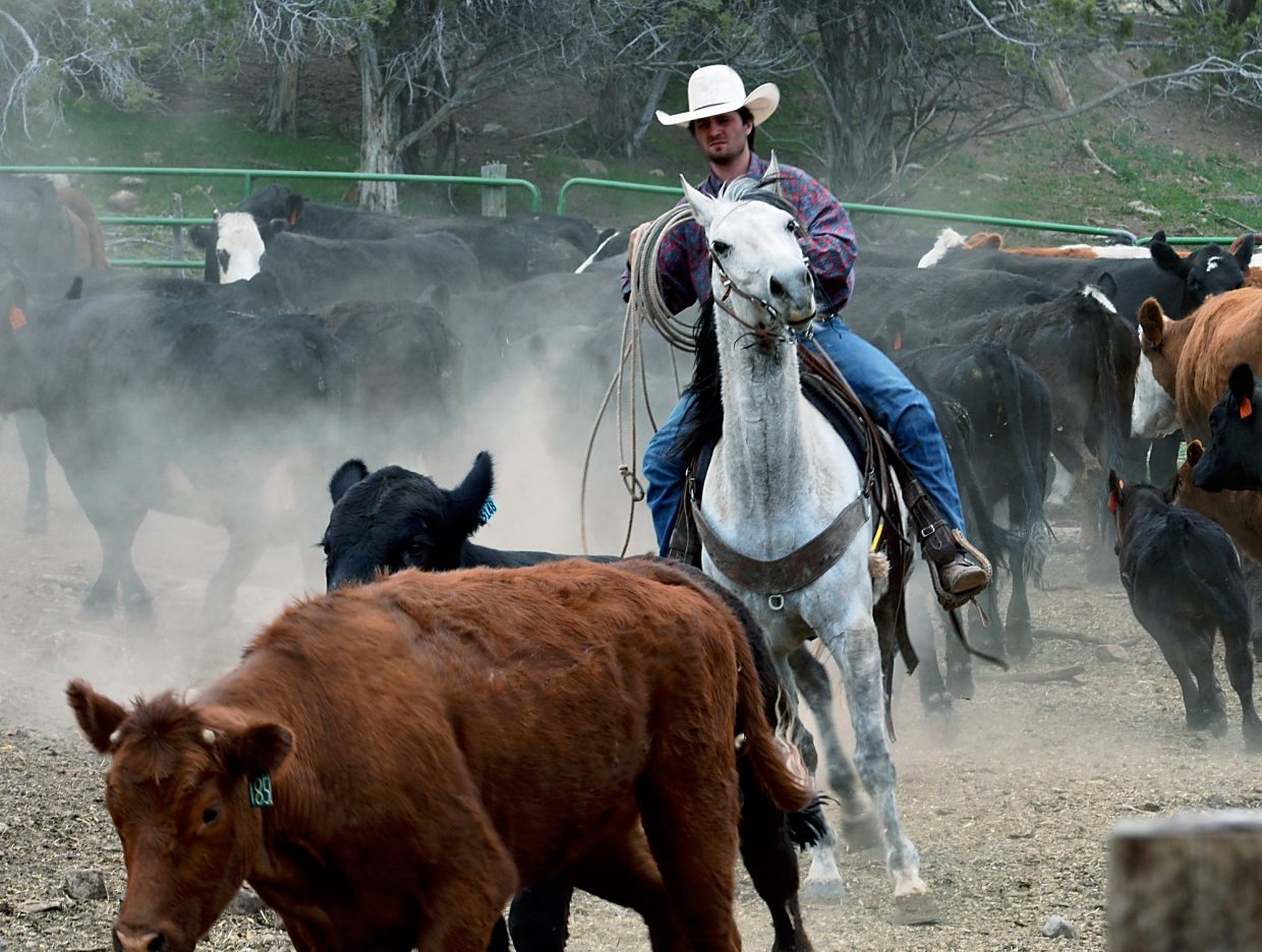 Raising bulls that buck what Tyler Farris of New Castle loves to do | PostIndependent.com
