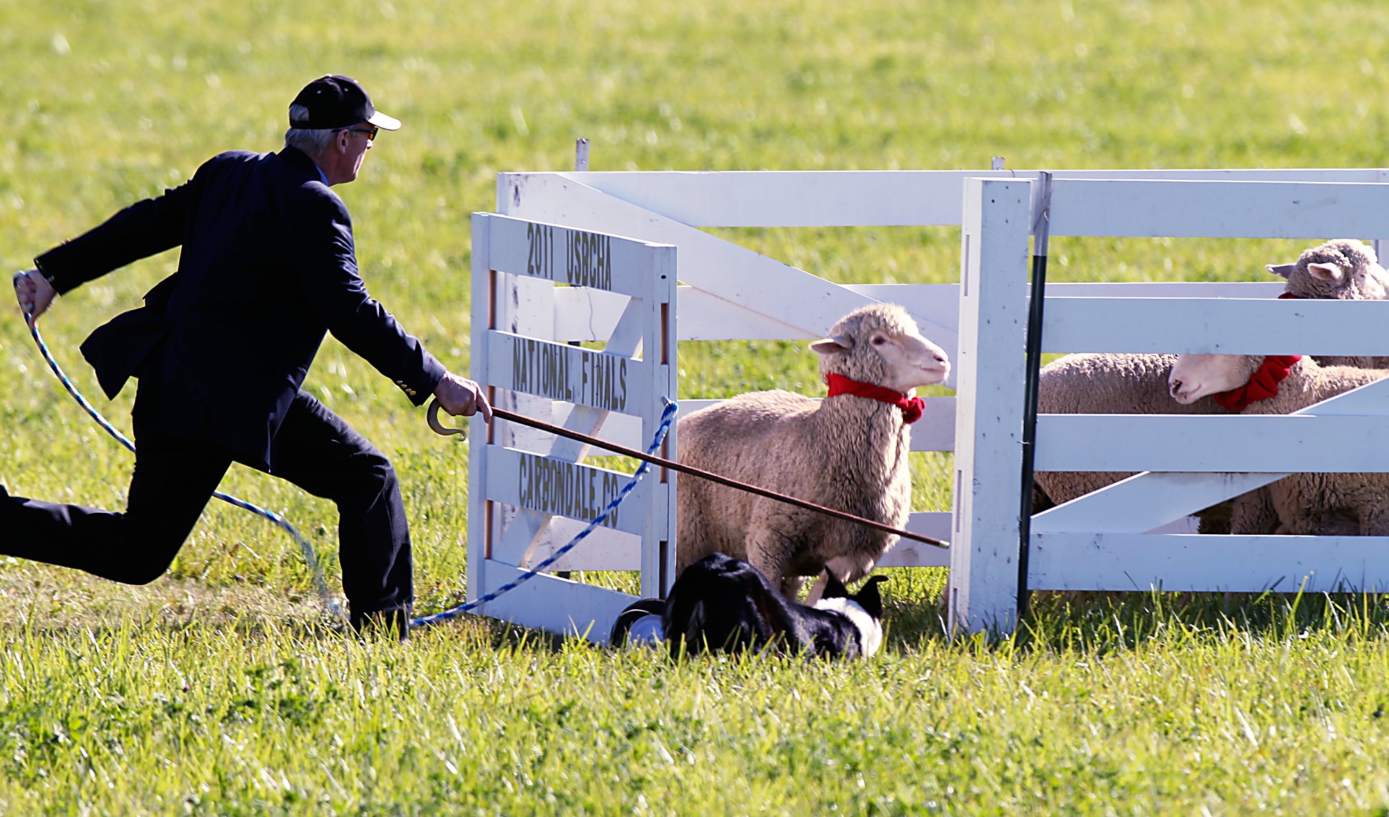National Sheepdog Finals kick off at Strang Ranch | PostIndependent.com