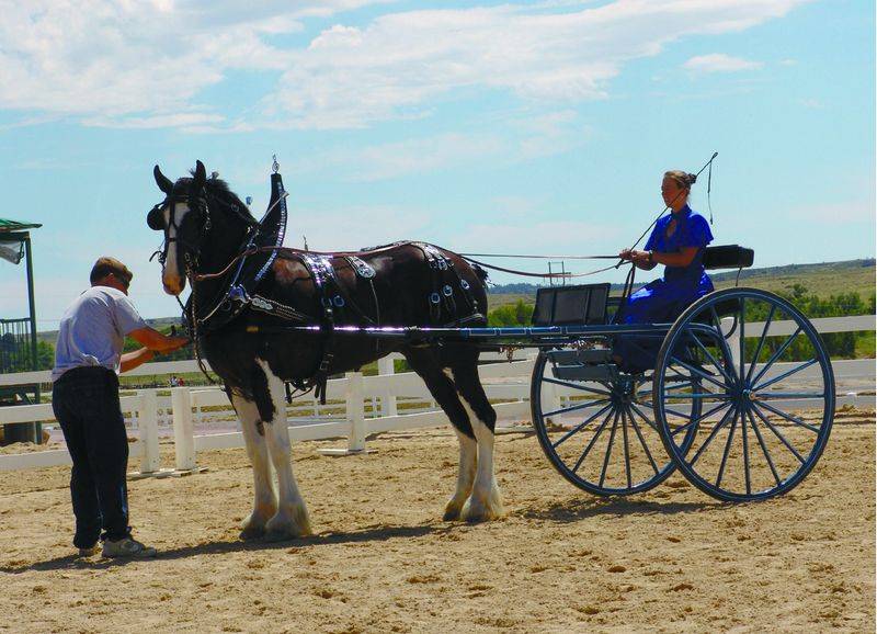Heavyweight horses | PostIndependent.com