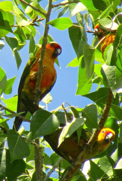 Pandemonium of parrots adds color to town | PostIndependent.com