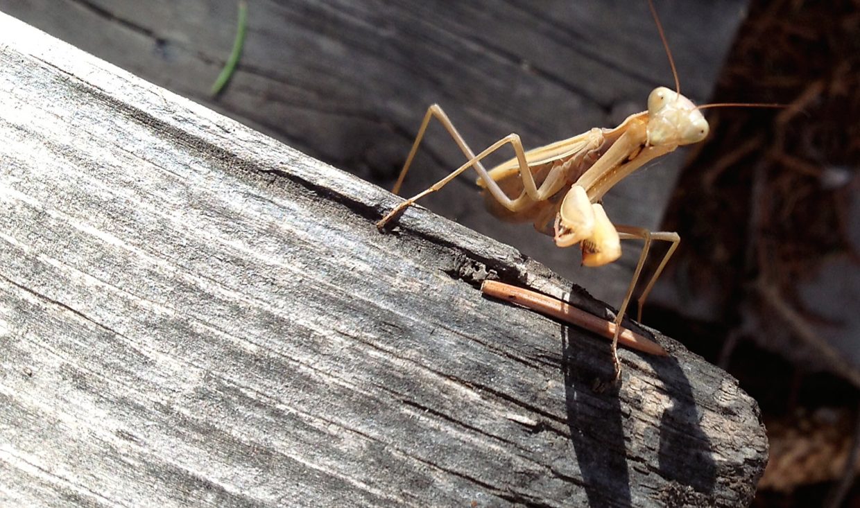 He’s the Mantis | PostIndependent.com