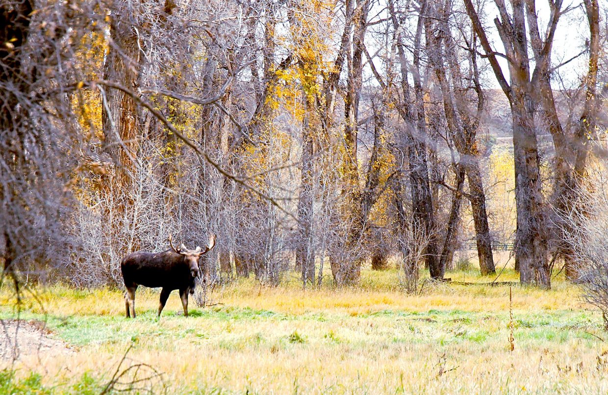 Colorado’s moose population remains healthy | PostIndependent.com