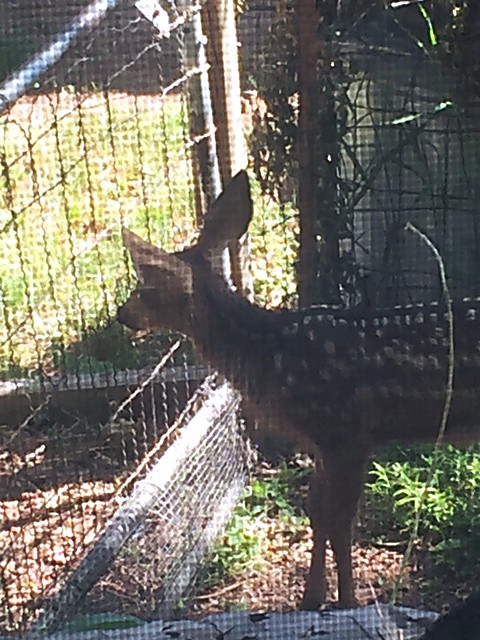 ‘If a bear finds a fawn, it will make a meal of it’ | PostIndependent.com
