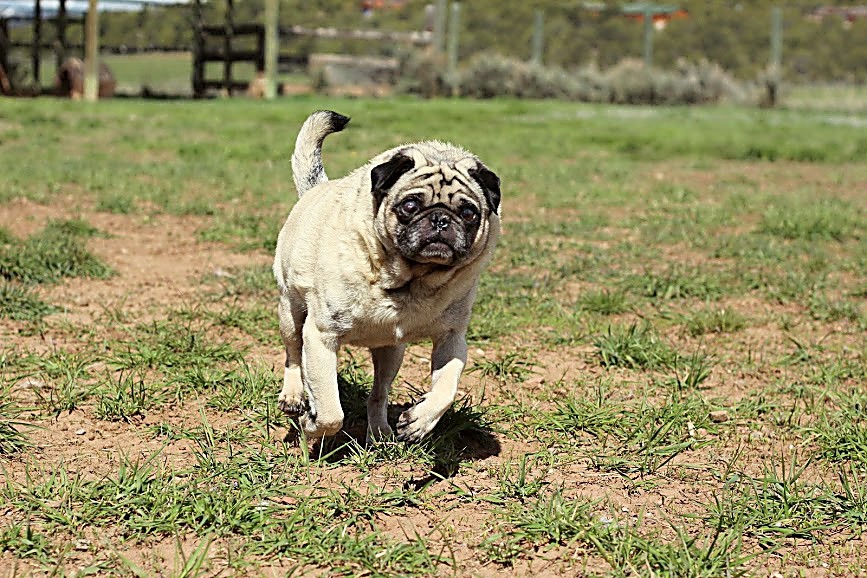 Senior dogs at CARE need forever homes | PostIndependent.com