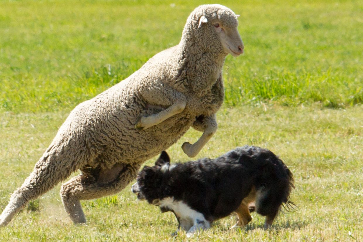 ‘Relaxing’ sheepdog finals at Strang Ranch | PostIndependent.com