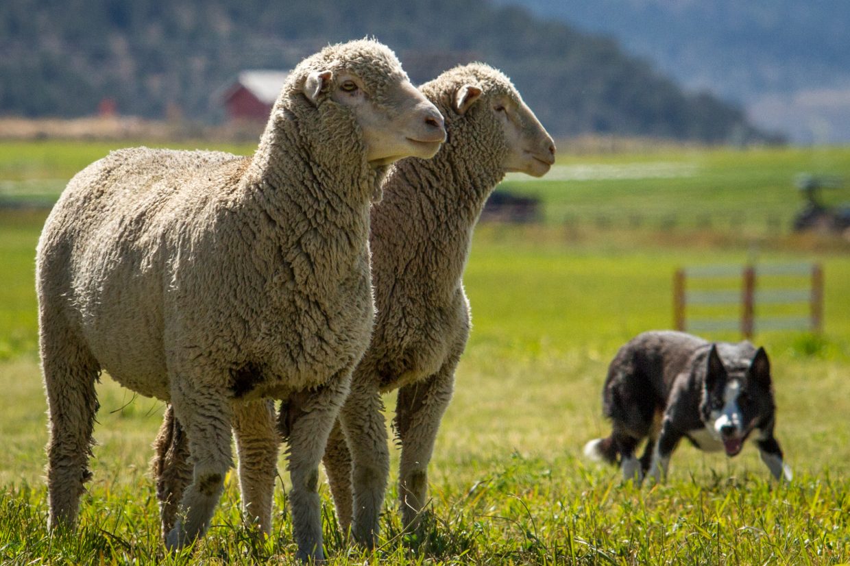 ‘Relaxing’ sheepdog finals at Strang Ranch | PostIndependent.com