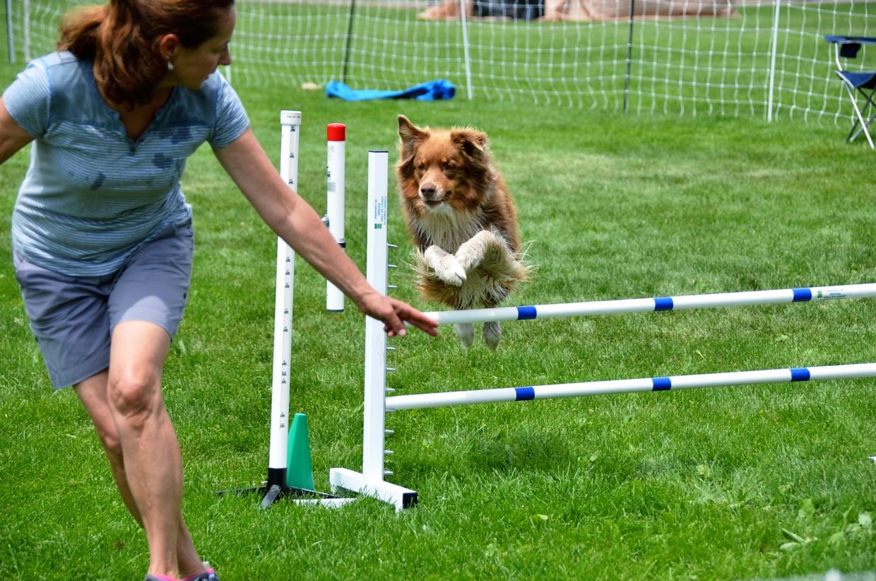 Shelter dogs learn new tricks for agility | PostIndependent.com