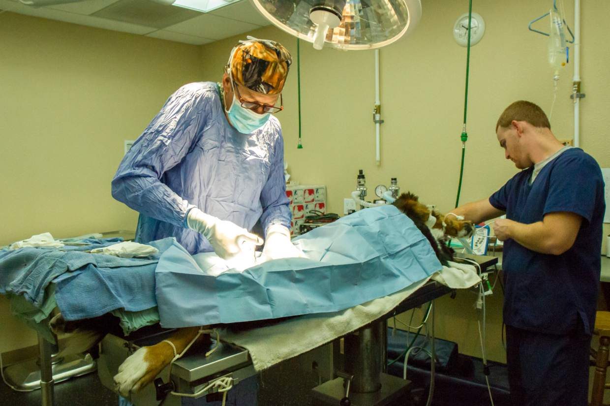 Selfies: A day with the veterinarians of All Dogs and Cats ...