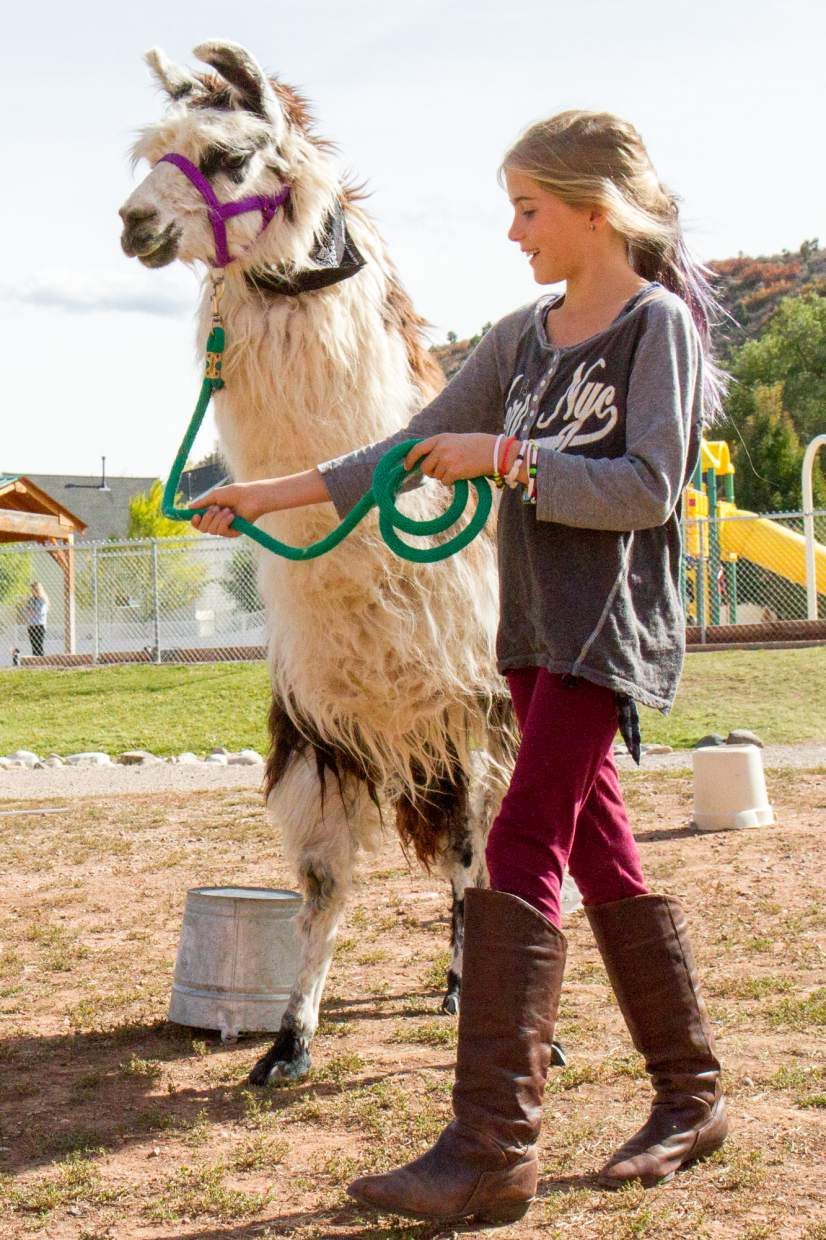 Feeding the Llamas | PostIndependent.com