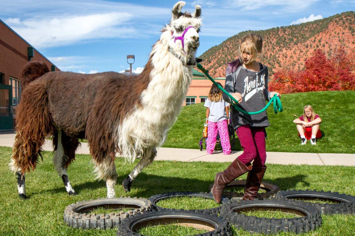 Feeding the Llamas | PostIndependent.com