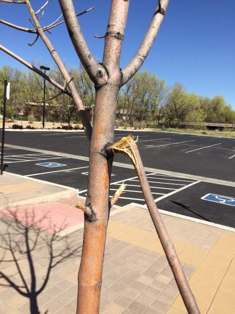 Rifle to celebrate Arbor Day | PostIndependent.com