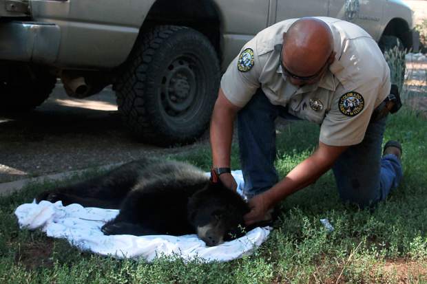 Human food triggers bear baby boom | PostIndependent.com