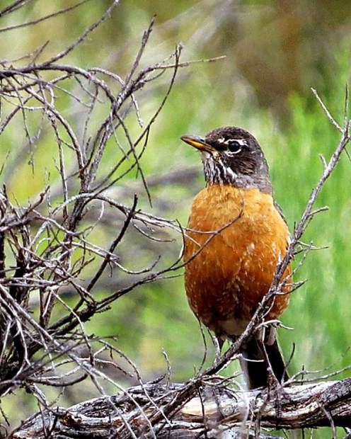 Jeannie J. Martin: Beauty lies beyond the surface in Rifle ...