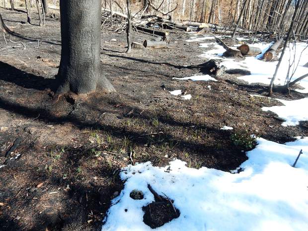 Lake Christine Fire leaves stark beauty on Basalt Mountain ...