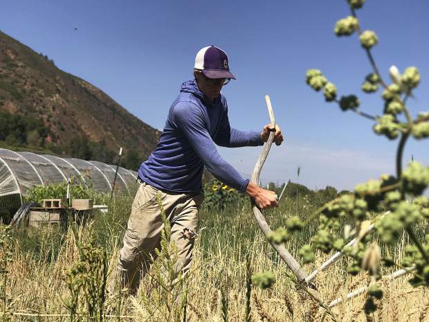 Annual Aspen feast on Tuesday showcases valley’s blossoming farm ...