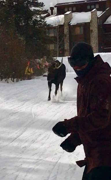 Video captures moose chasing skiers Saturday at Breckenridge Ski Resort ...