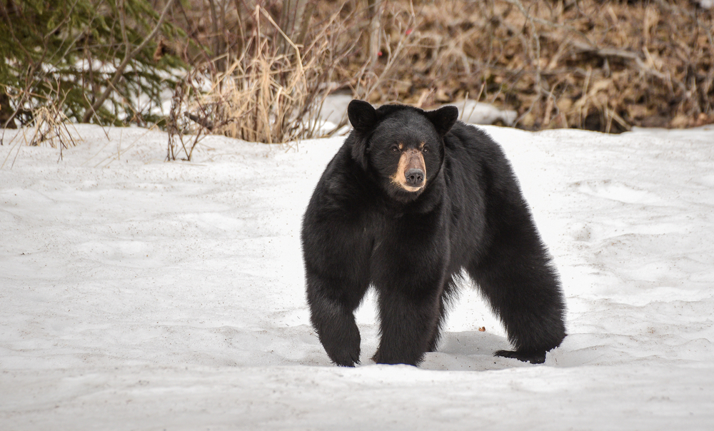 Black bear who ‘forgot to hibernate’ causing trouble in Breckenridge ...