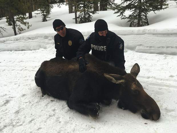 Man injured after standoff with moose in Breckenridge | PostIndependent.com