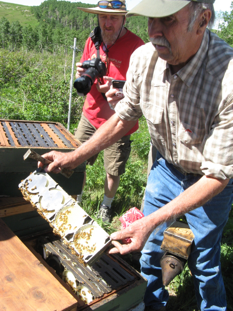 Annual bee college swarms Garfield County | PostIndependent.com