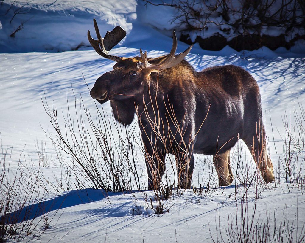 Moose on the move | PostIndependent.com