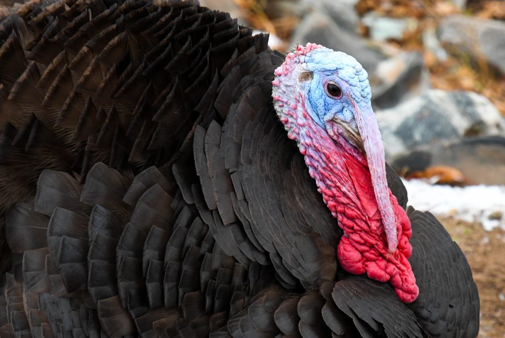 Photo Essay: Turkey farmer Jim Sorensen | PostIndependent.com