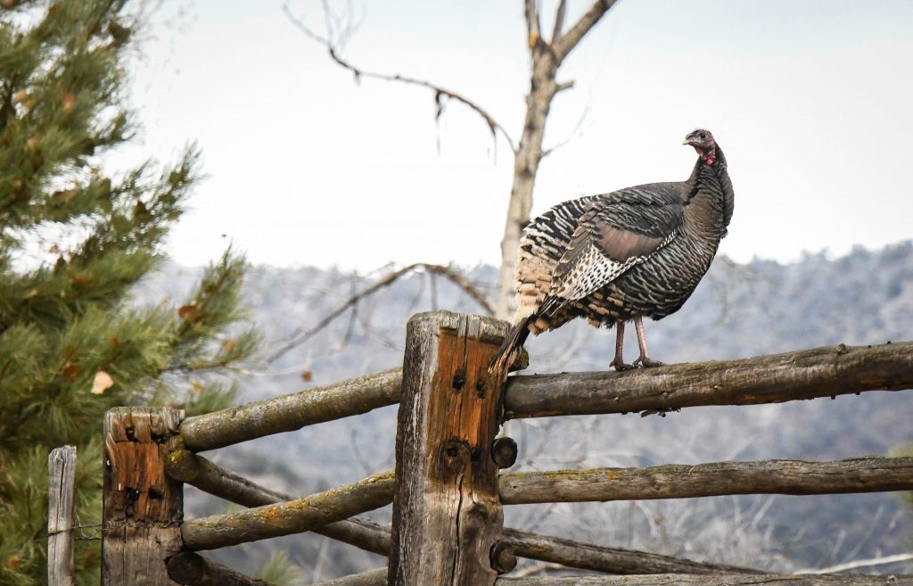 Gobble trouble in Garfield County? Wild turkeys wow some, worry others ...