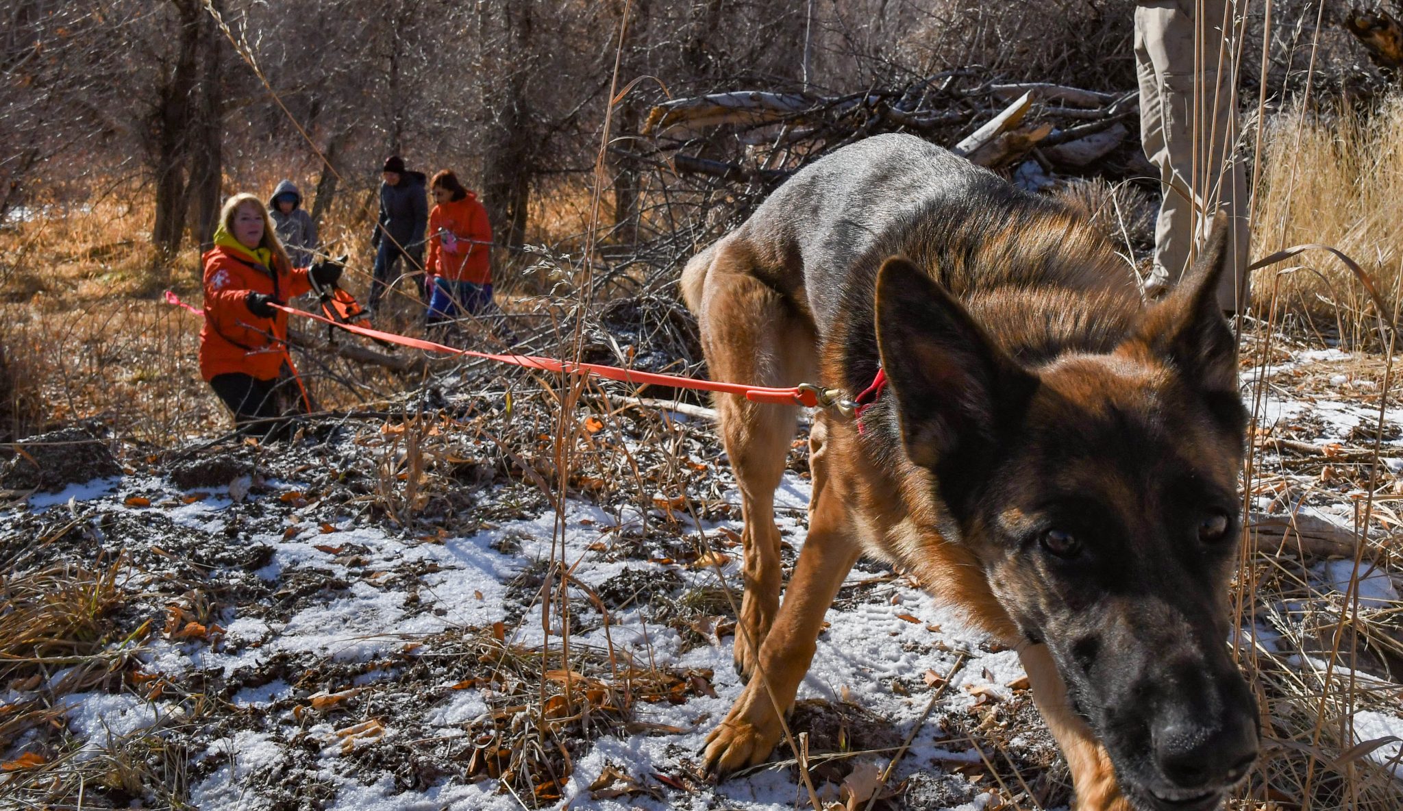 On the trail with Garfield County Search and Rescue dogs ...