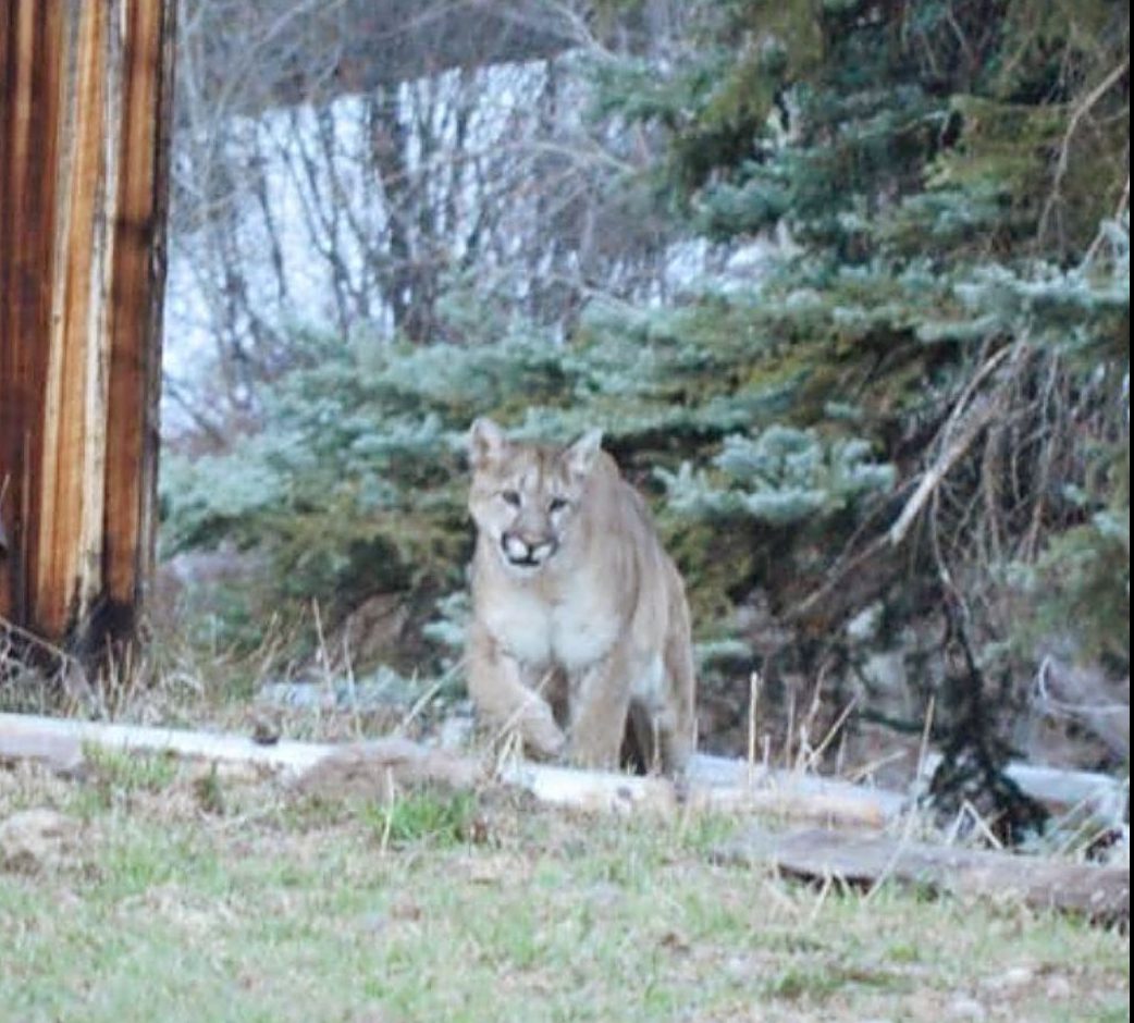 CPW: Plan emerging to counter mountain lion problems in Basalt ...