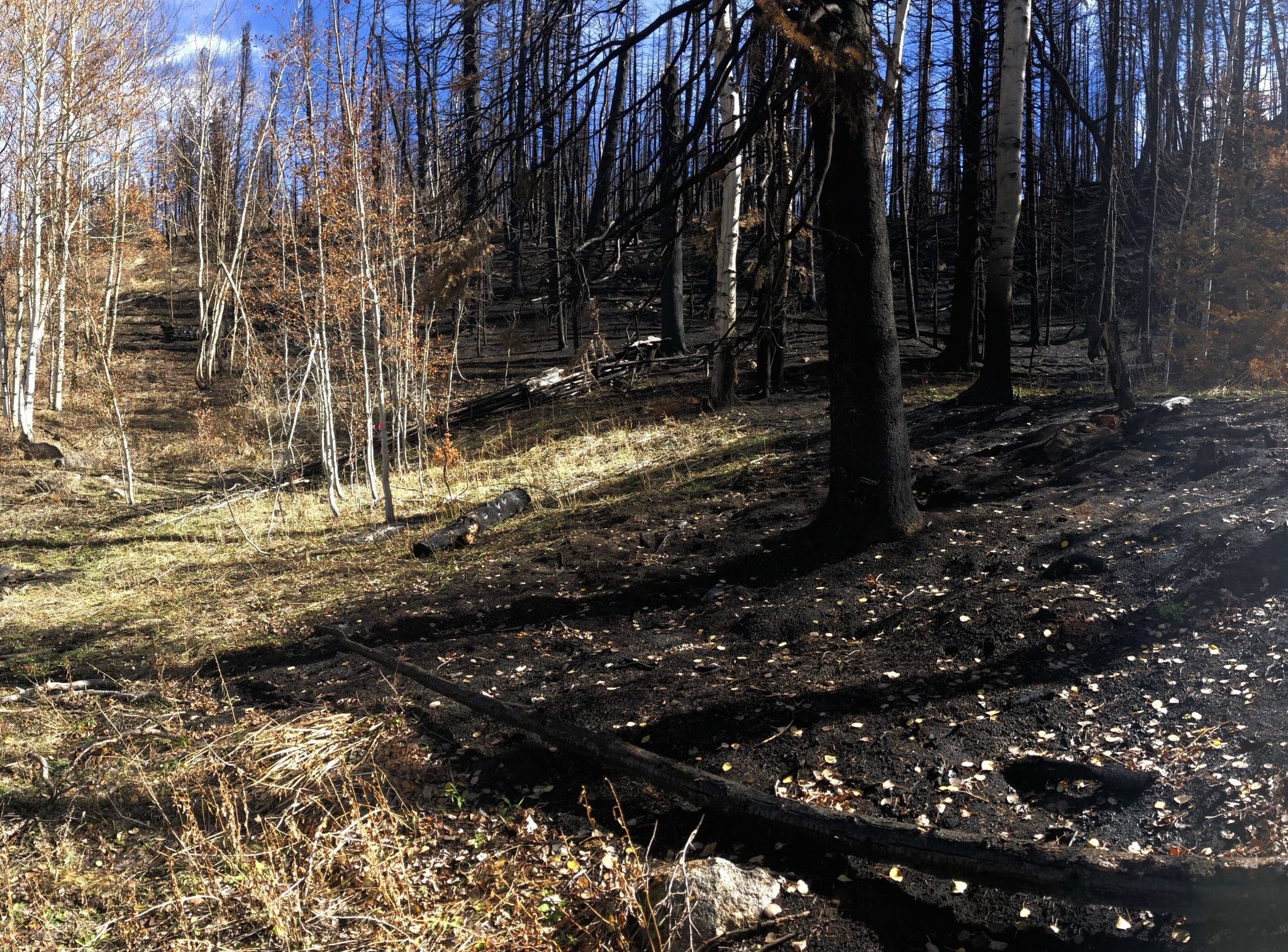 Forest ranger: Fire danger average this year | PostIndependent.com