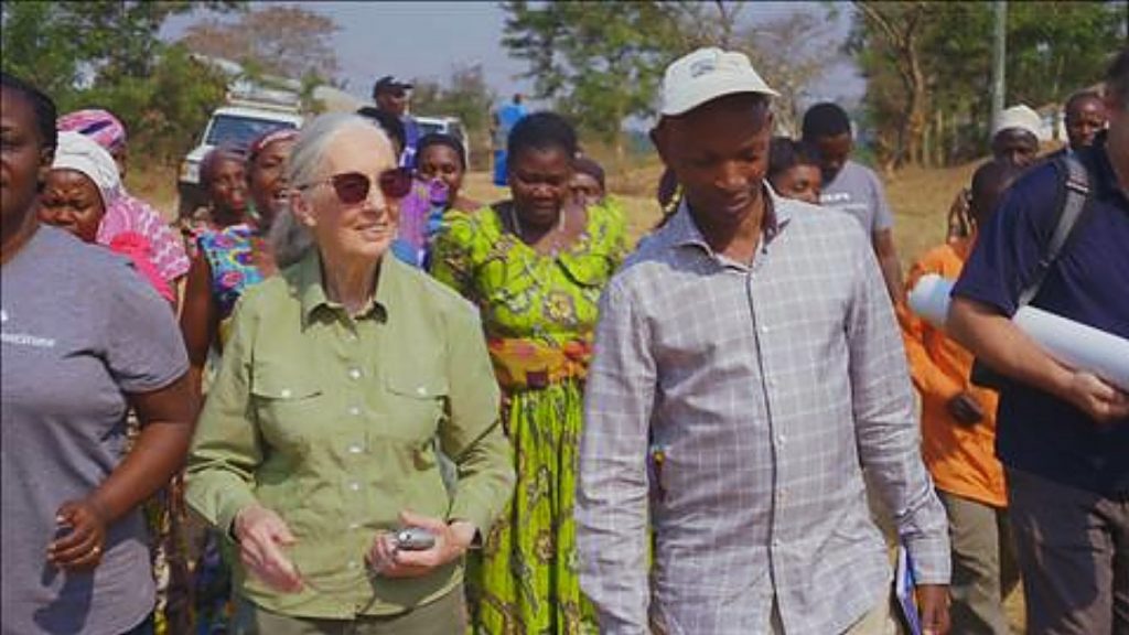 Jane Goodall shares reasons for hope in new Nat Geo documentary ...